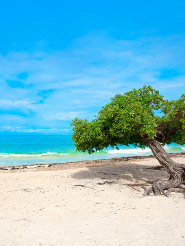 Why Aruba Is The Perfect Girls Trip - Groups Are A Trip